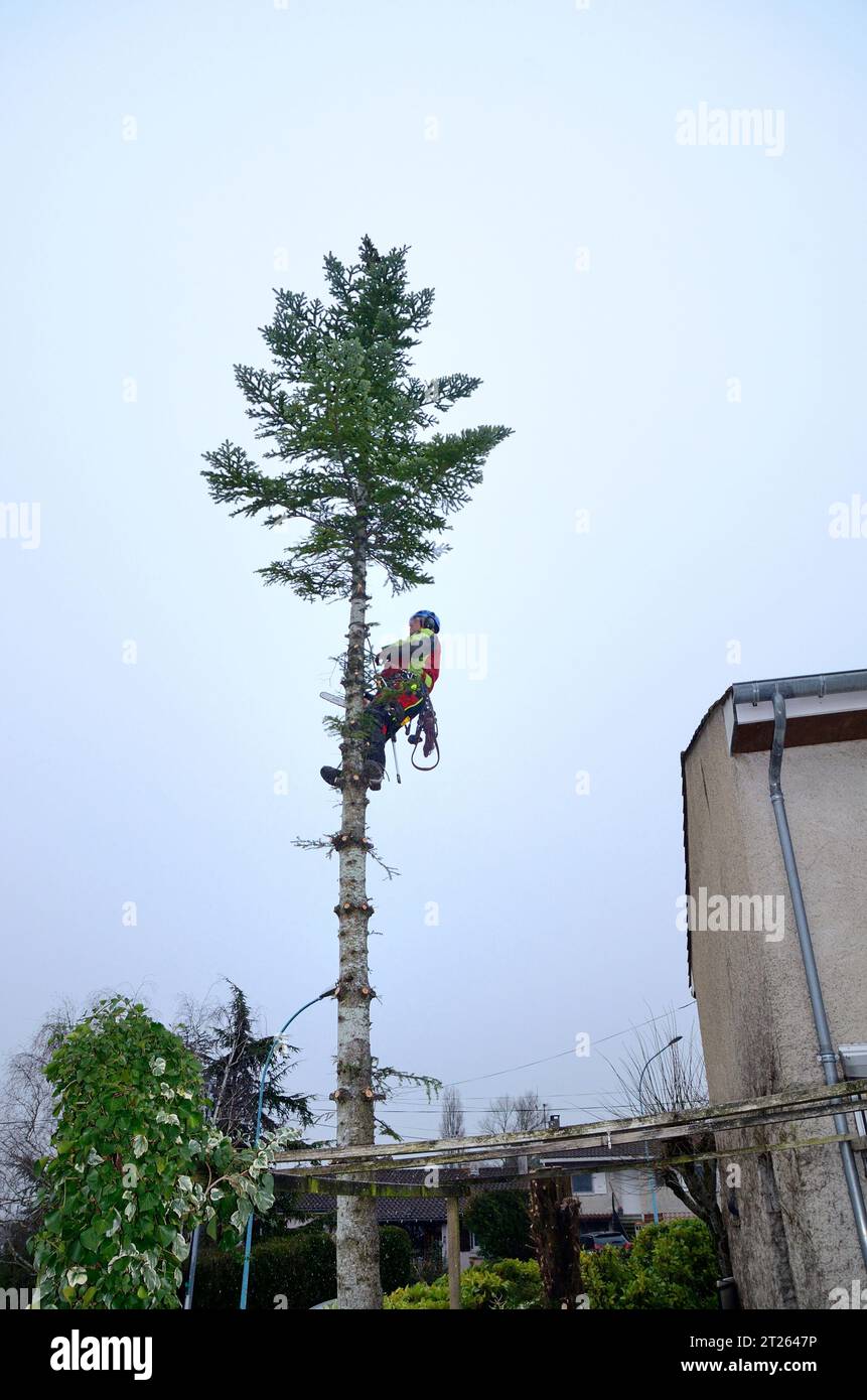 Tree pruning and felling Stock Photo - Alamy