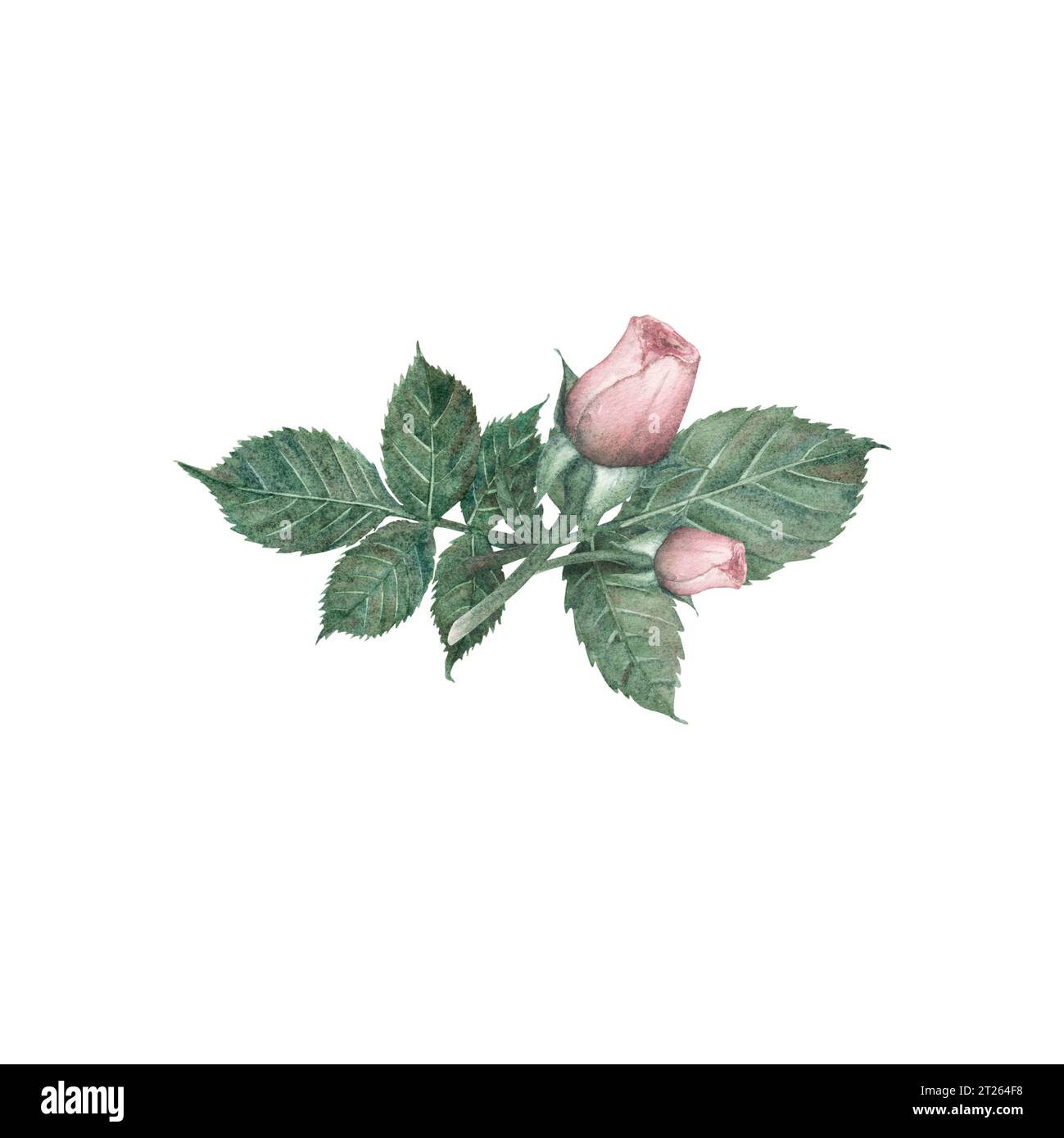 Mini compositions of pink rose bud and green leaves in vintage style ...