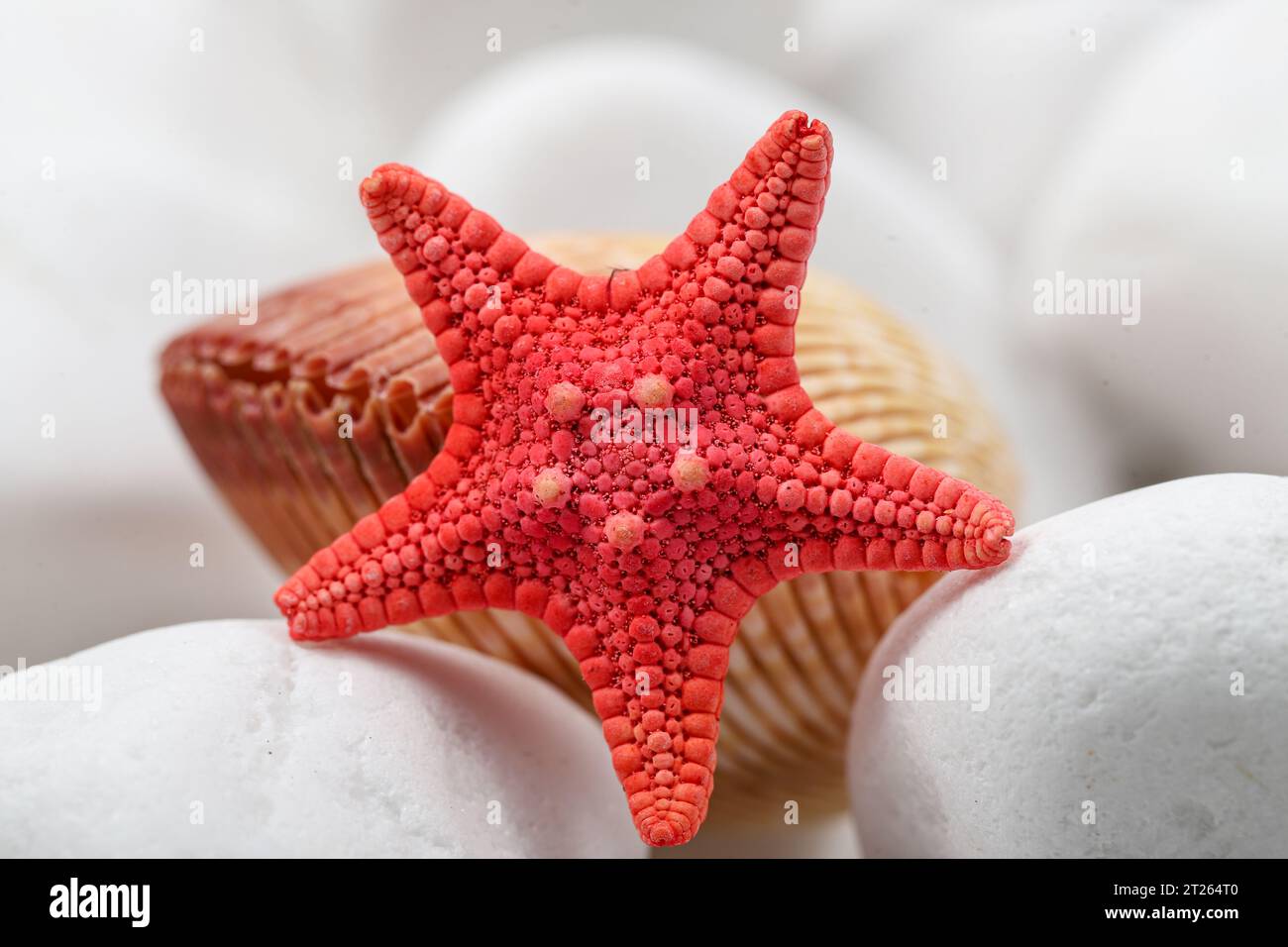 Sea starfish and seashells on white rocks Stock Photo - Alamy