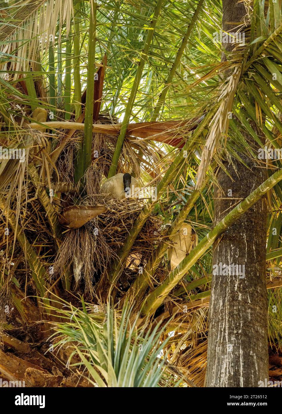 Threskiornis molucca on the nest in the City Botanic Gardens, Brisbane ...
