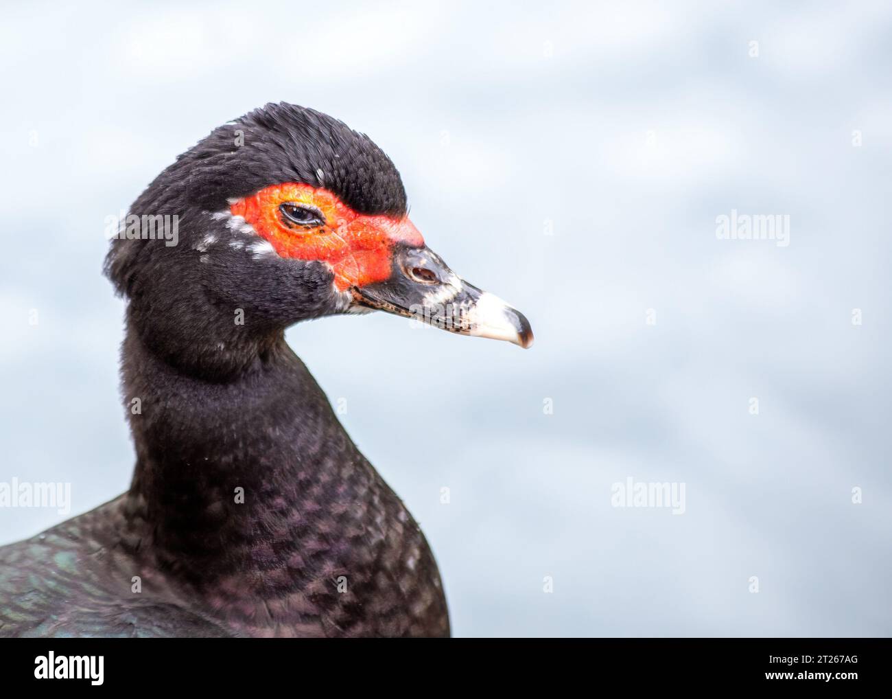 Elegant and exotic, the Muscovy duck (Cairina moschata) is native to ...