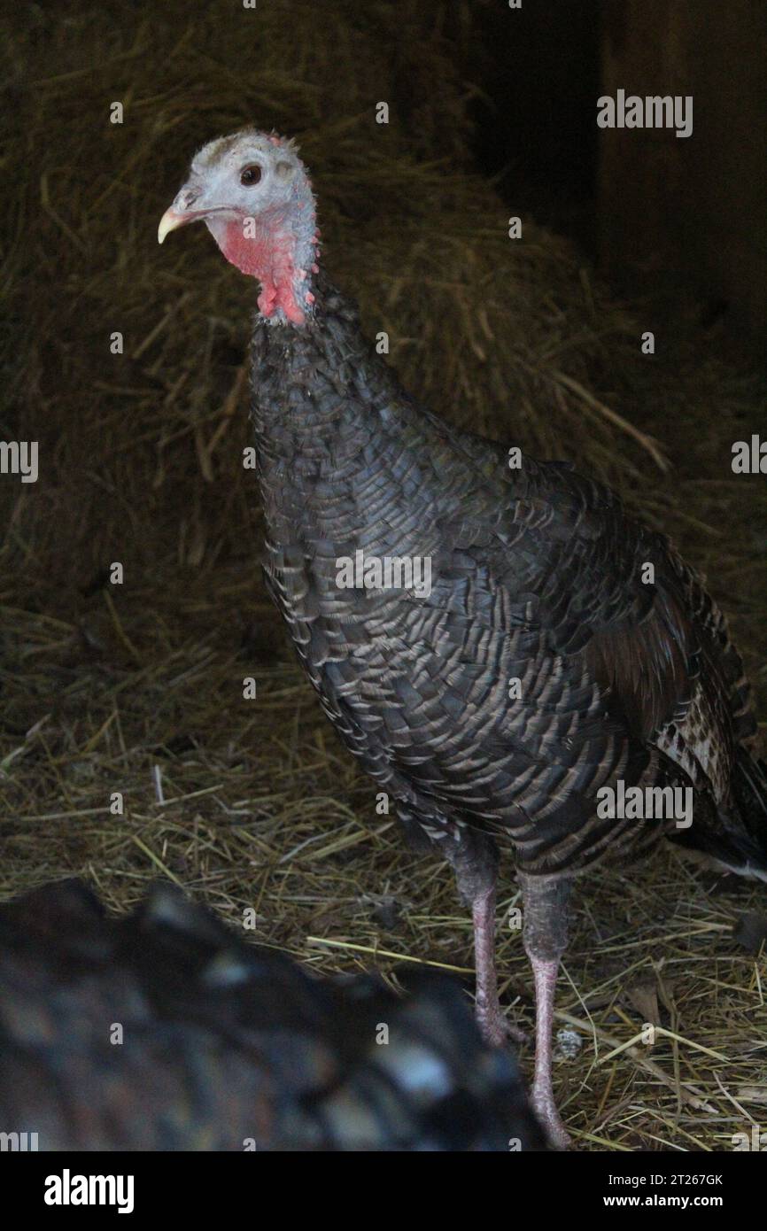 Snood hi-res stock photography and images - Alamy