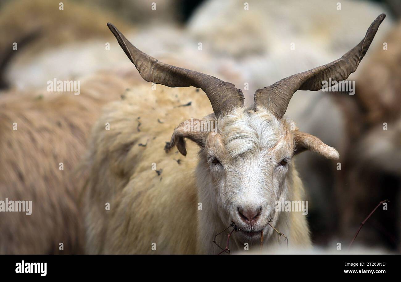 Himalayangoat hi-res stock photography and images - Alamy