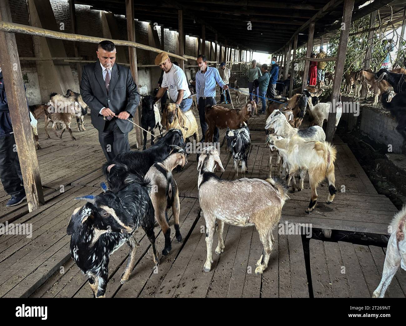 Himalayangoat hi-res stock photography and images - Alamy