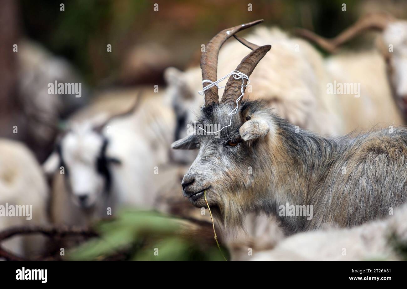 Himalayangoat hi-res stock photography and images - Alamy