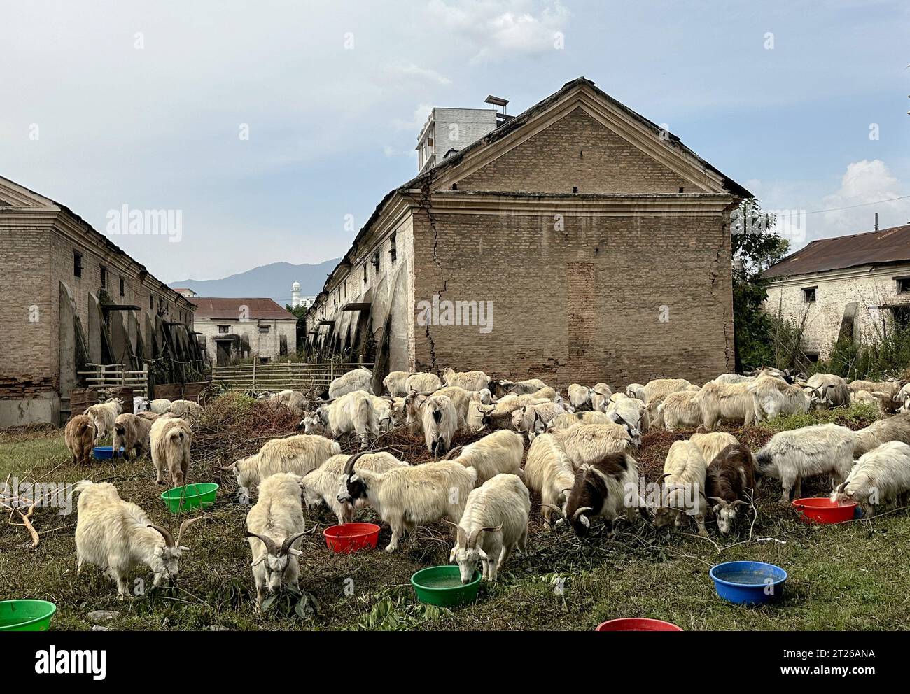 Kathmandu, Bagmati, Nepal. 17th Oct, 2023. A herd of himalayan goats ...