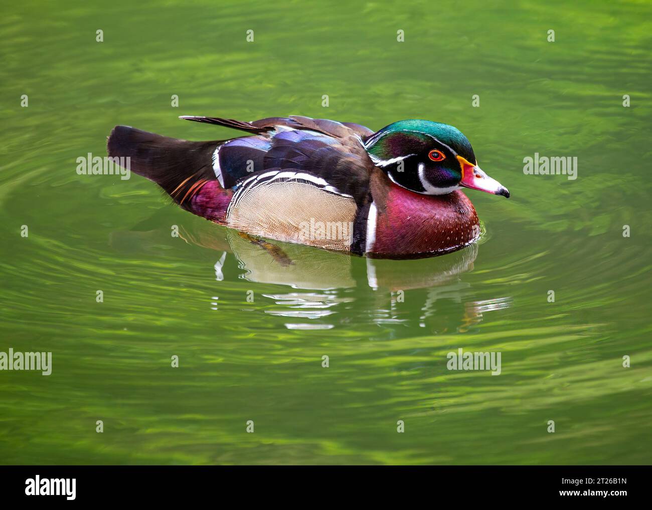 North America's most colorful waterfowl, the wood duck (Aix sponsa) is ...