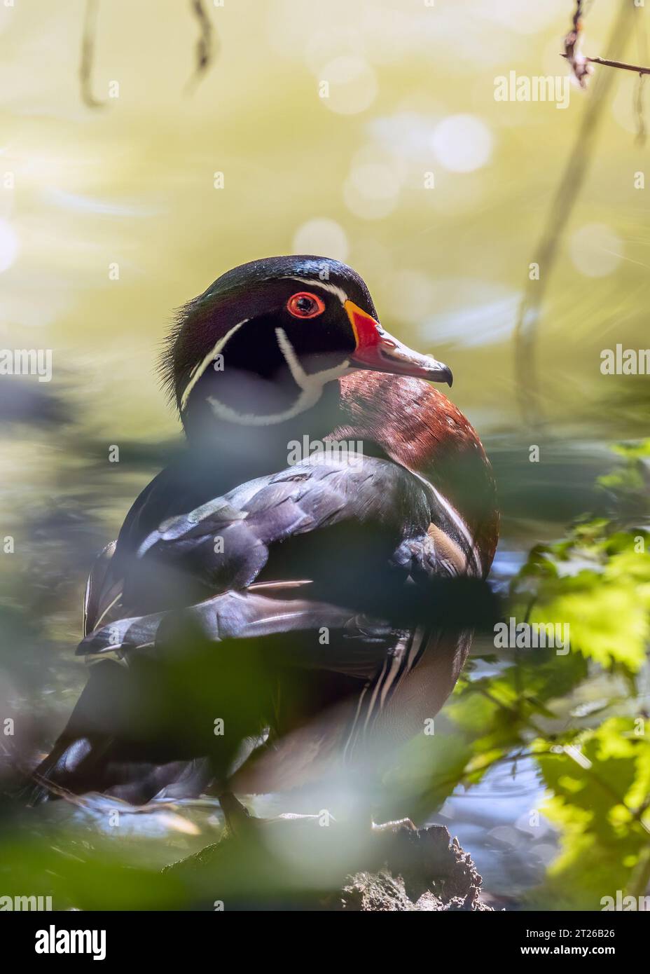 North America's most colorful waterfowl, the wood duck (Aix sponsa) is ...