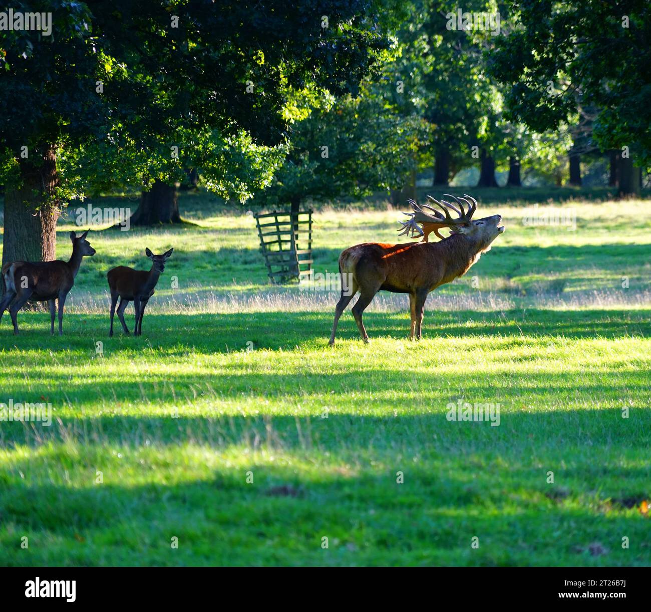 Rutting britain hi-res stock photography and images - Alamy