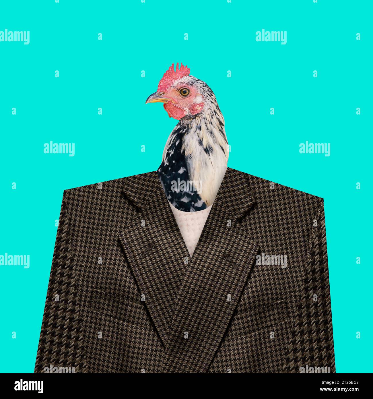 Hen's head, chicken wearing male black jacket over mint background ...