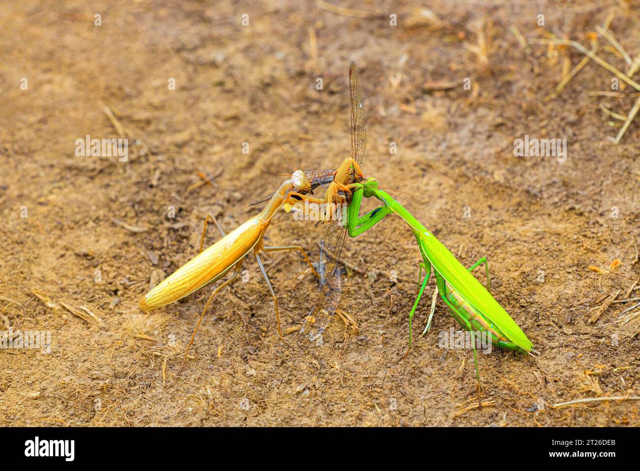 green mantis eats prey it has caught. two multi-colored mantises share ...