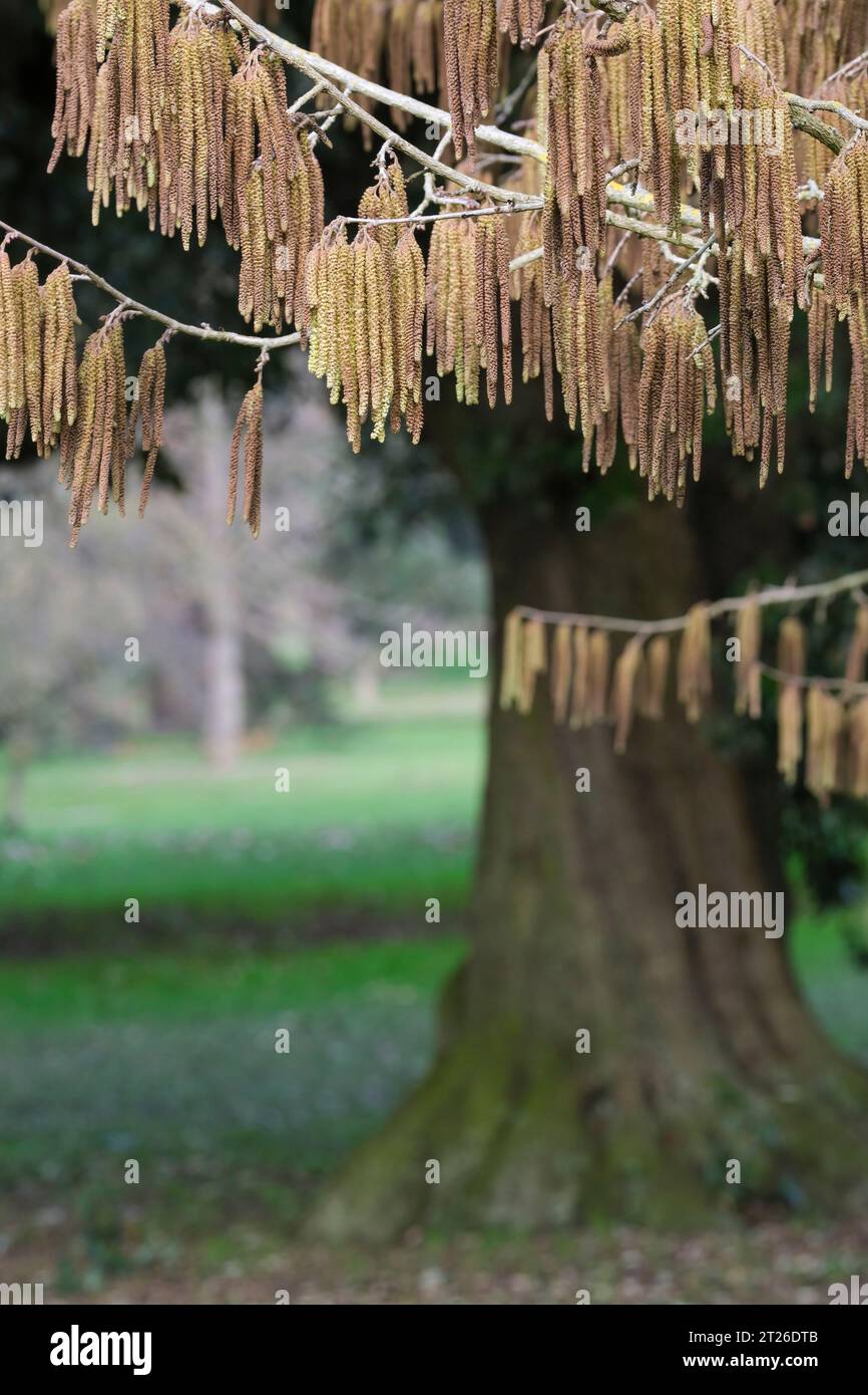 Corylus colurna hi-res stock photography and images - Alamy