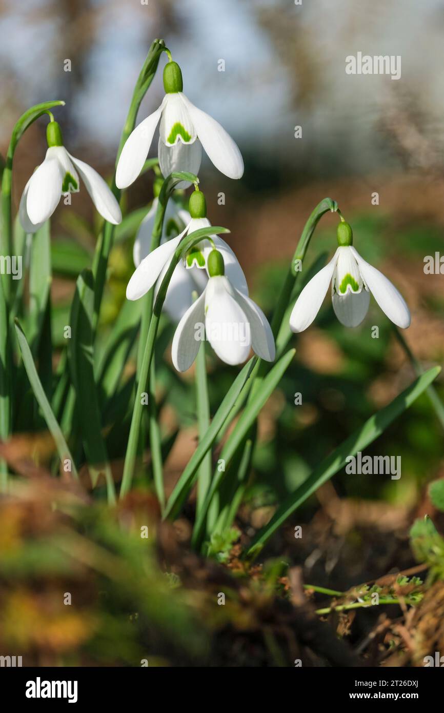 Galanthus Magnet, Galanthus nivalis Magnet, snowdrop Magnet, narrow ...