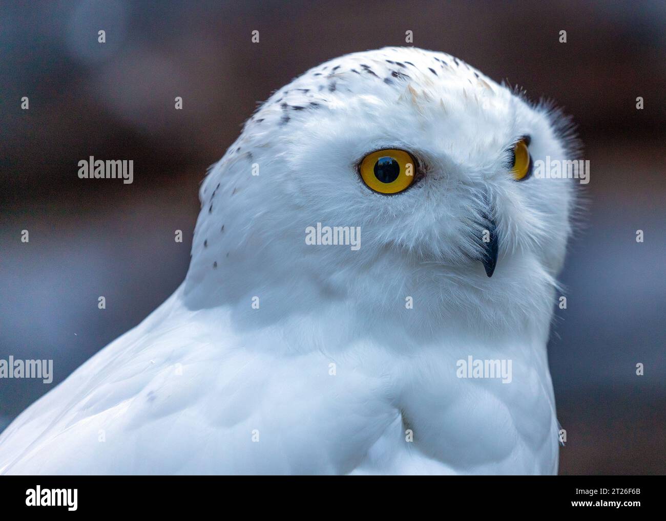 A majestic and iconic Arctic owl, the snowy owl (Bubo scandiacus) is ...