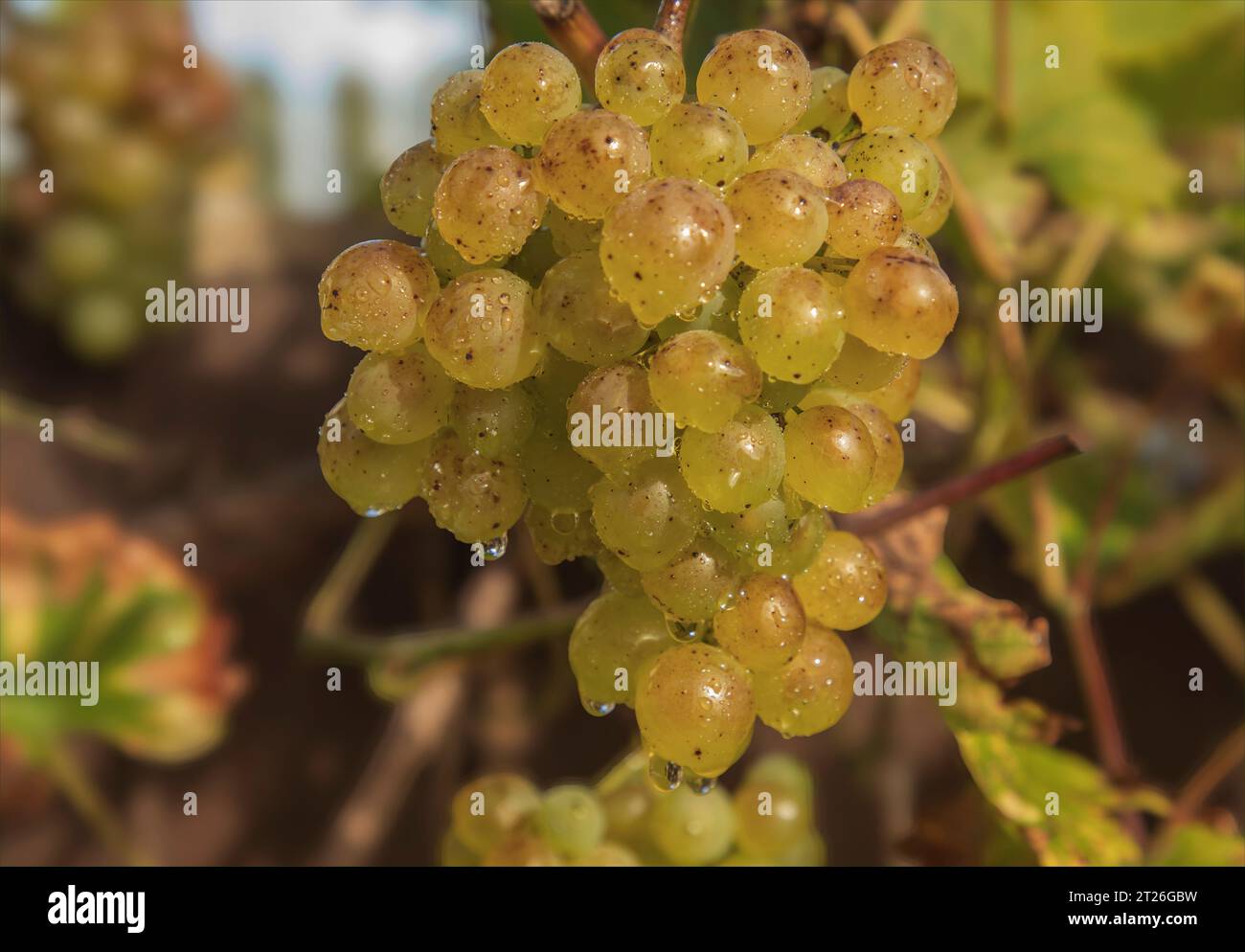 Grapes late in the season still on the vine dripping with water Stock ...