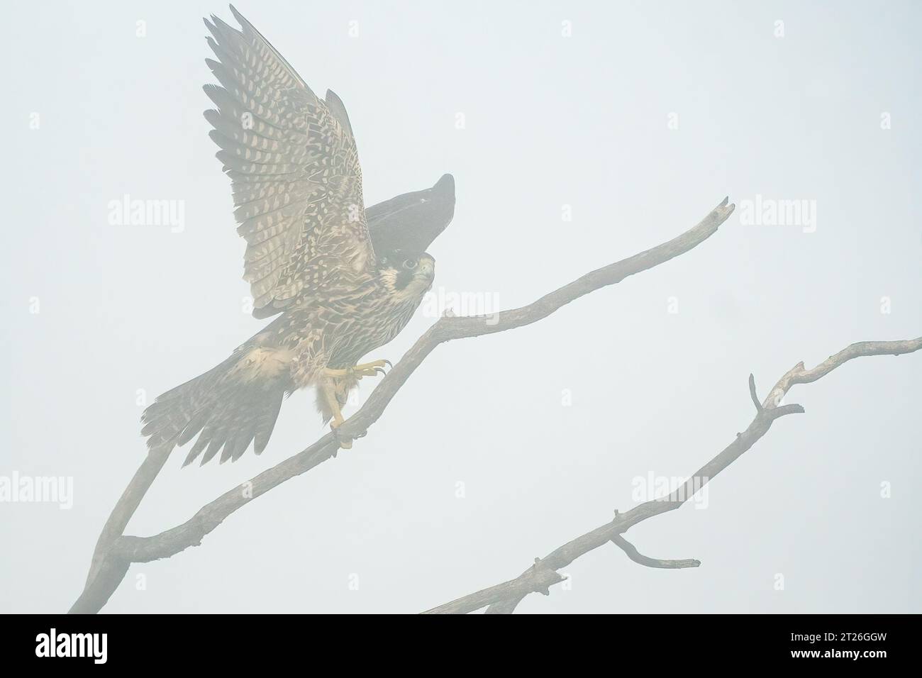 Peregrine falcon flight take-off on a foggy morning Stock Photo - Alamy