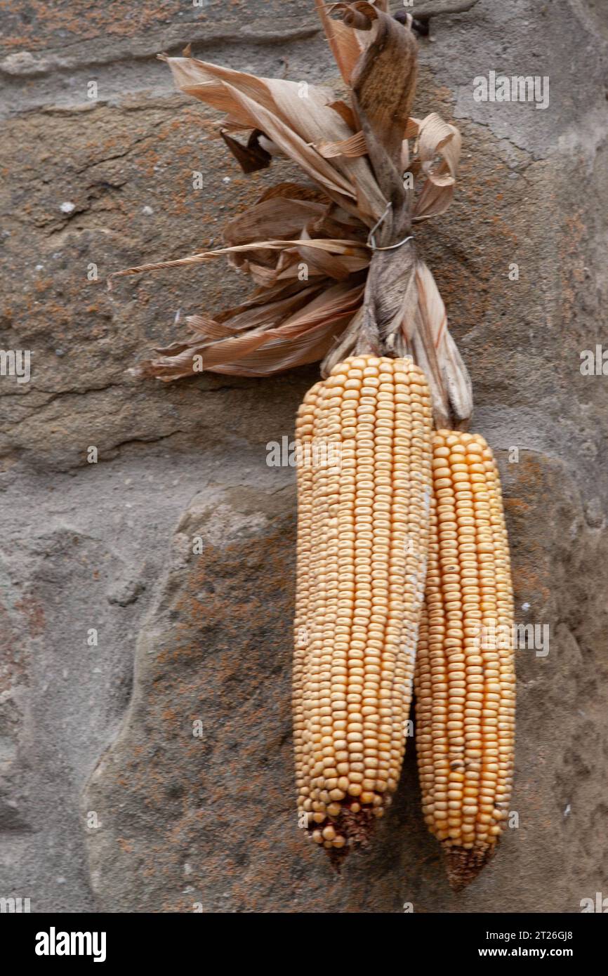 Corn in a background made up of stones Stock Photo - Alamy