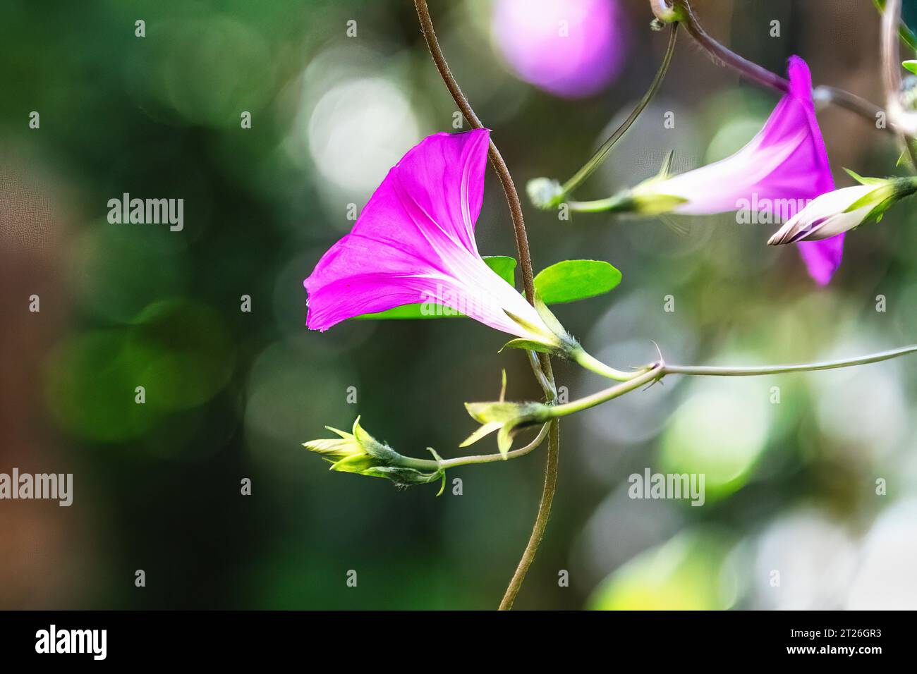 Backyard garden hi-res stock photography and images - Alamy