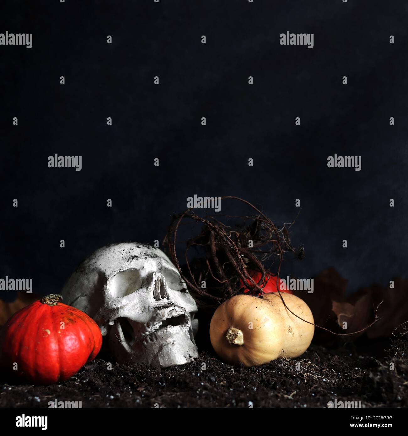 Skull and pumpkins on the ground. Halloween holiday event concept ...