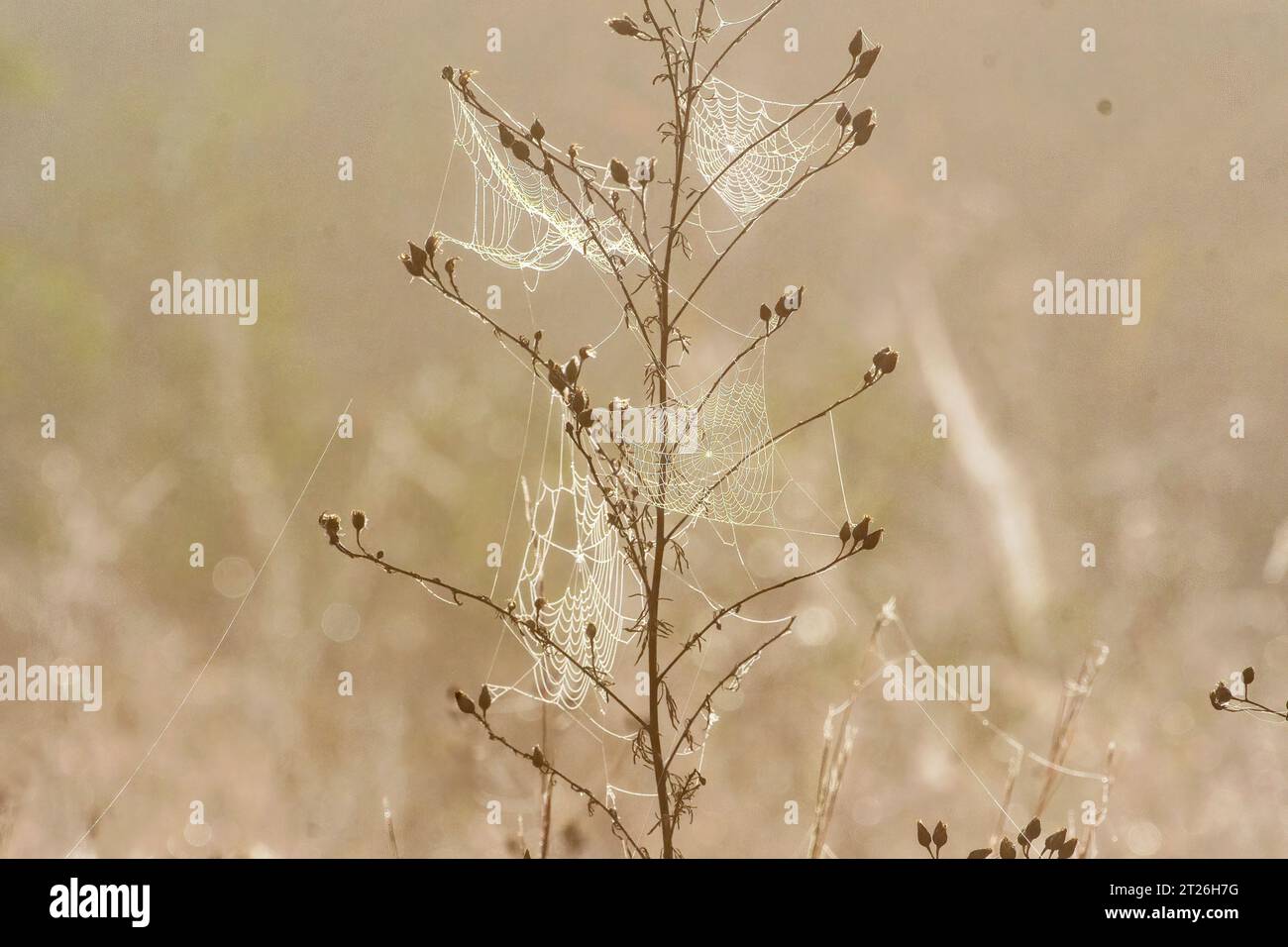Autumnal spider webs on October dawn Stock Photo - Alamy