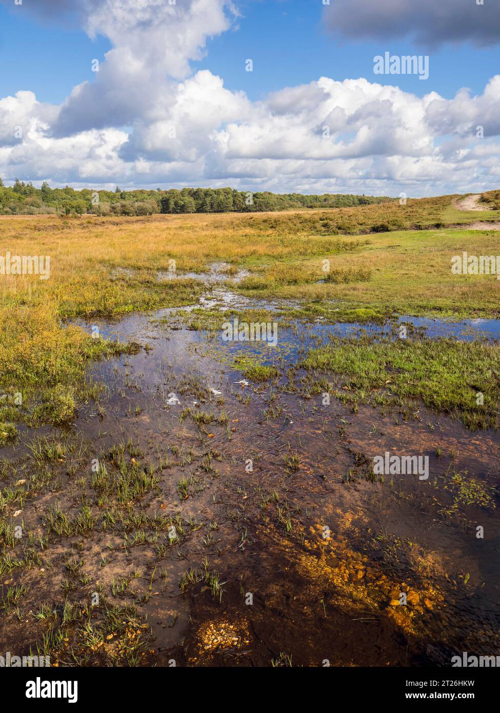 Stream and Wetlands, nr Brockenhurst, Heathlands, New Forest national ...