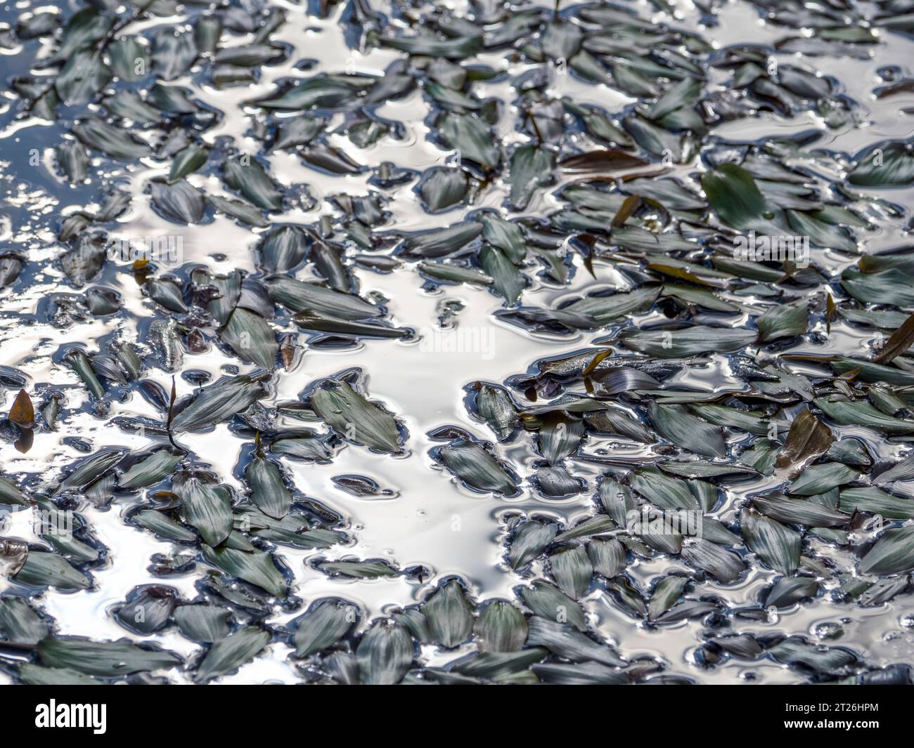 Stream with Aquatic Plants, New Forest National Park, Brockenhurst ...