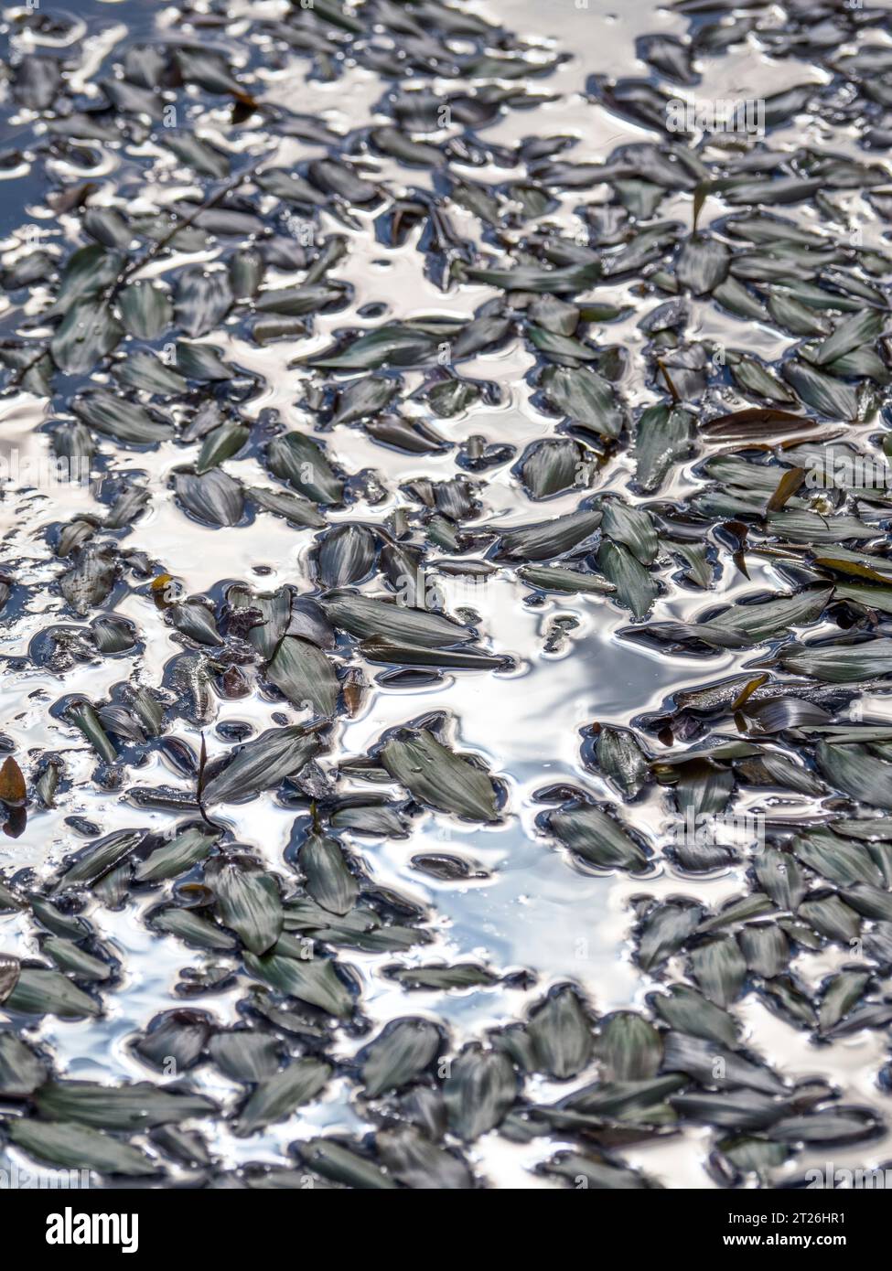 Stream with Aquatic Plants, New Forest National Park, Brockenhurst ...