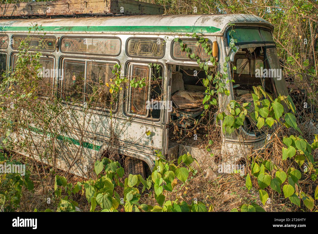 01 20 2013 Old broken abandoned dirty white Indian buses overgrown with ...