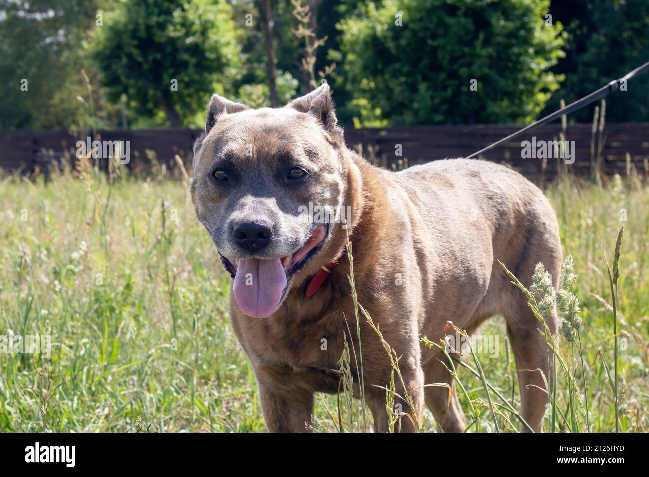Closeup of staffy hi-res stock photography and images - Alamy