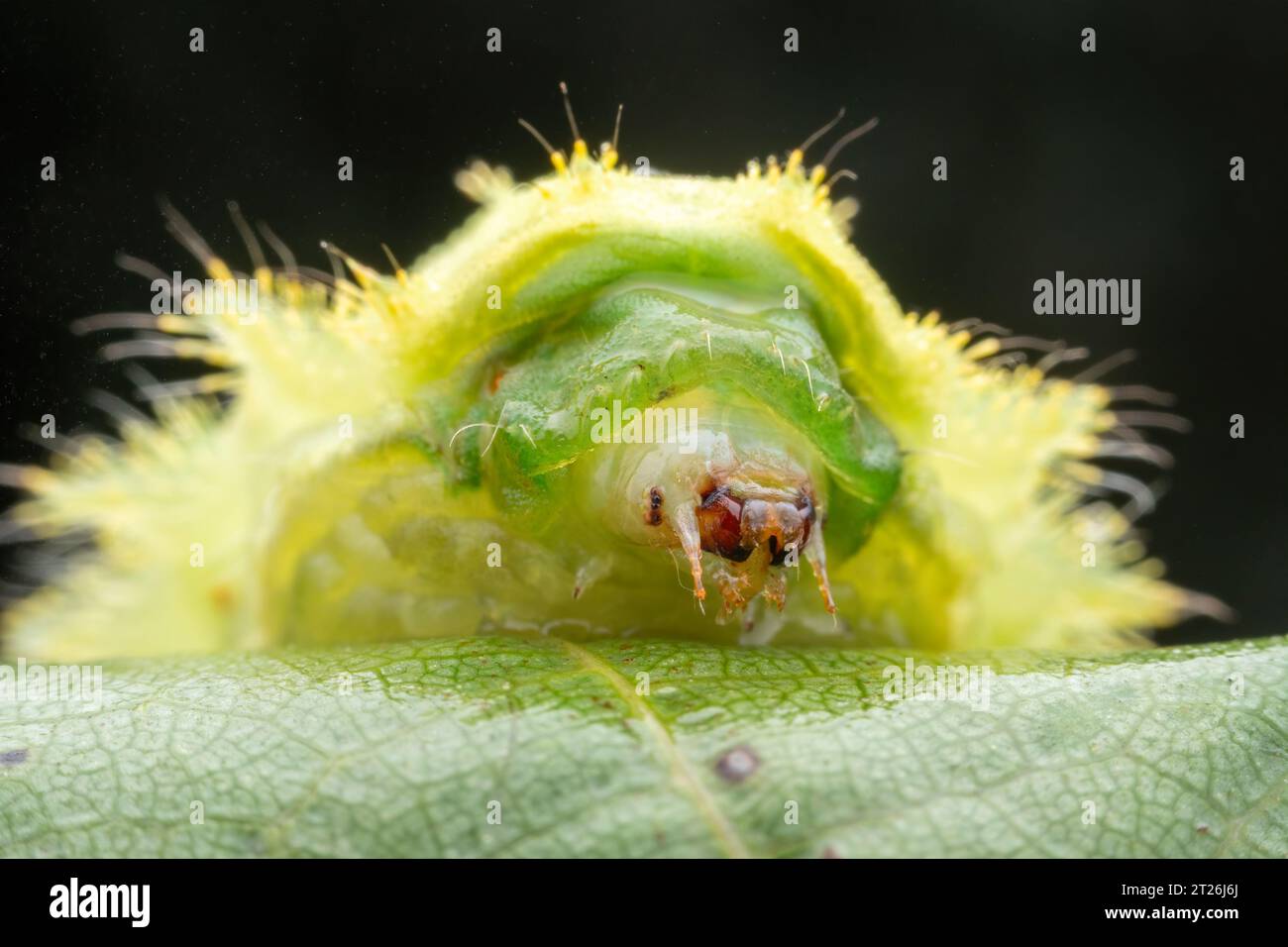The larvae of the flatworm moth are in their natural state Stock Photo ...
