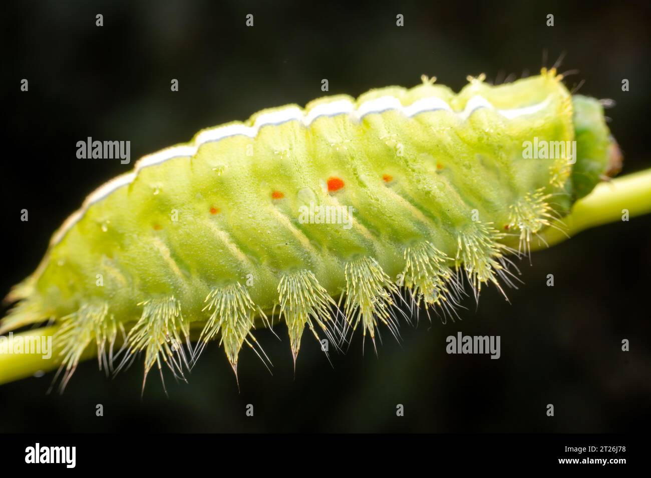 Flat gill moth hi-res stock photography and images - Alamy