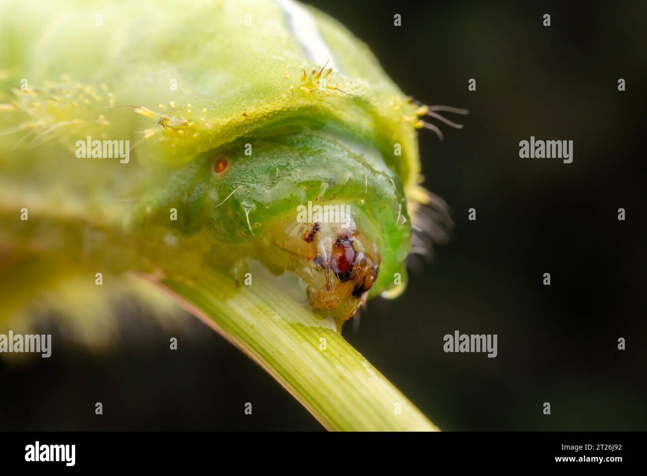 The larvae of the flatworm moth are in their natural state Stock Photo ...