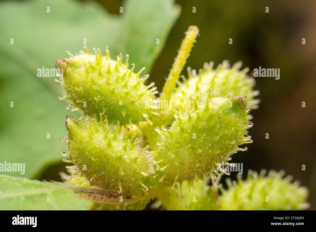 The fruit of the medicinal plant Xanthium sibiricum Stock Photo - Alamy
