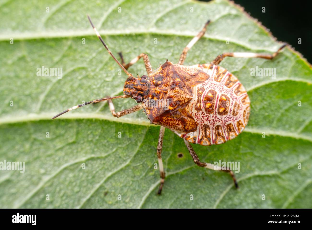 Halyomorpha halys larva in the wild state Stock Photo - Alamy