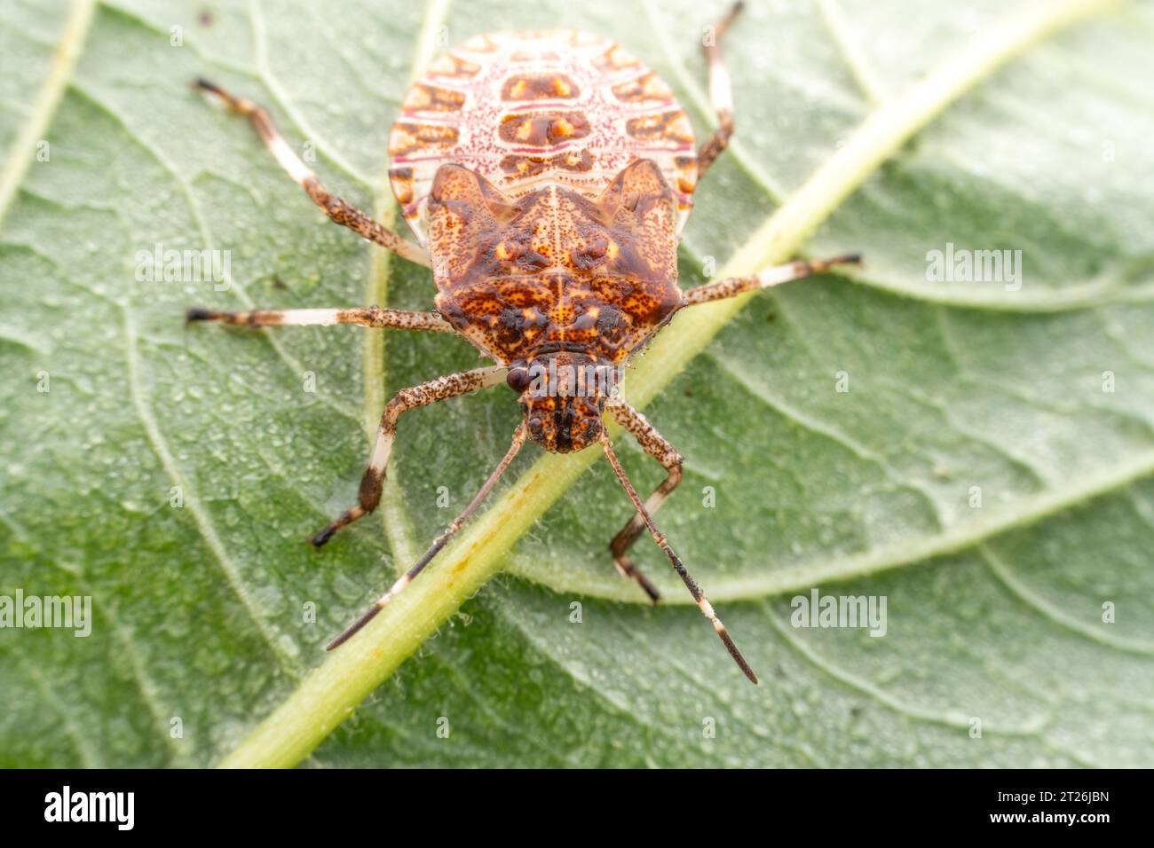 Halyomorpha halys larva in the wild state Stock Photo - Alamy