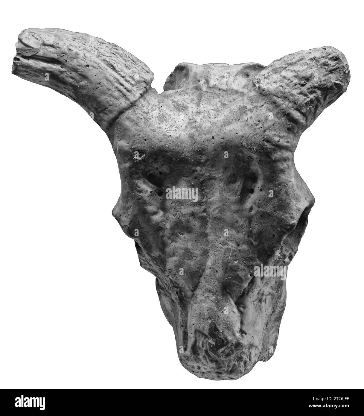 Pictures skull animals hi-res stock photography and images - Alamy