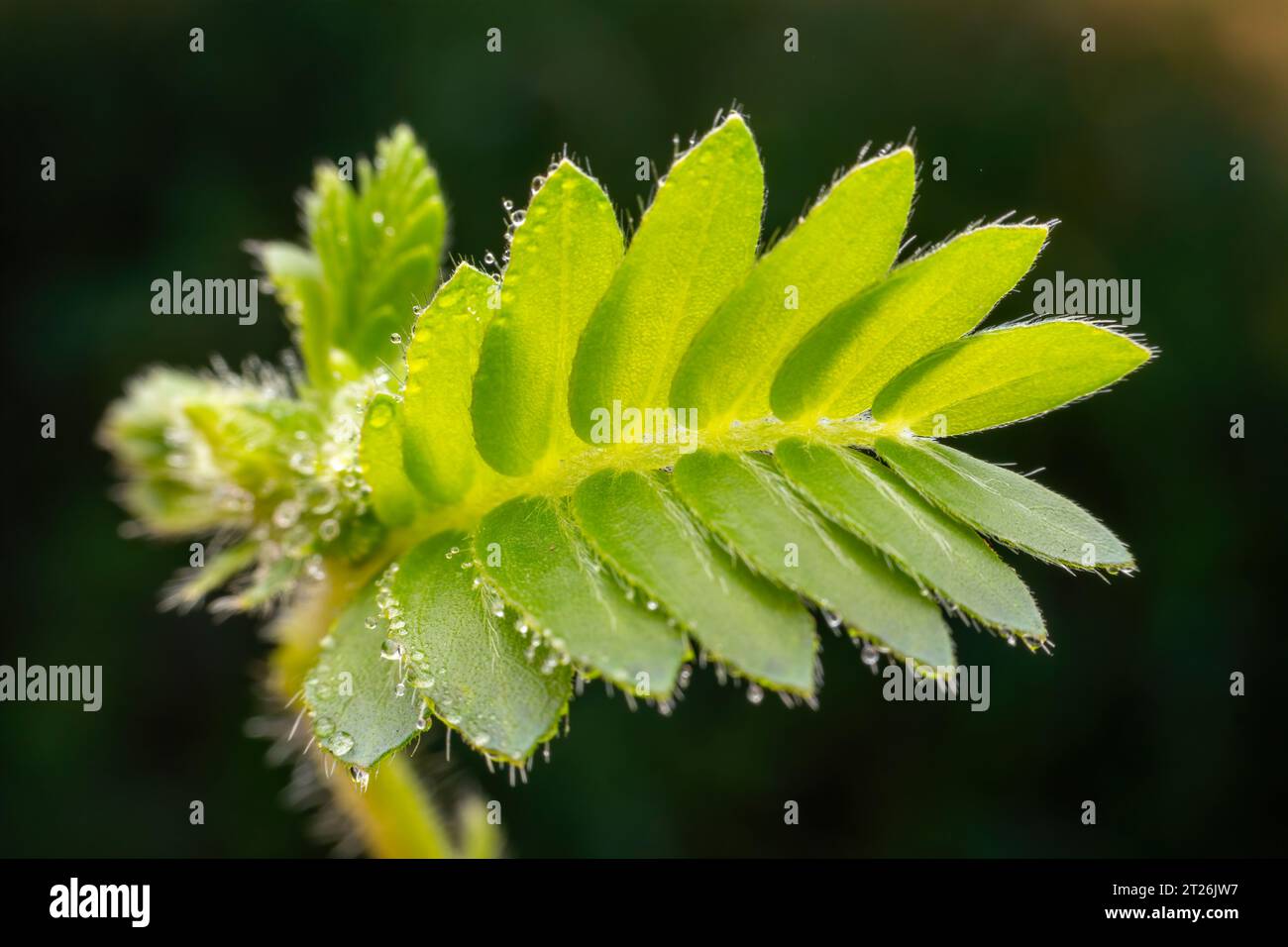 The leaves of medicinal plant Tribulus terrestris Stock Photo - Alamy