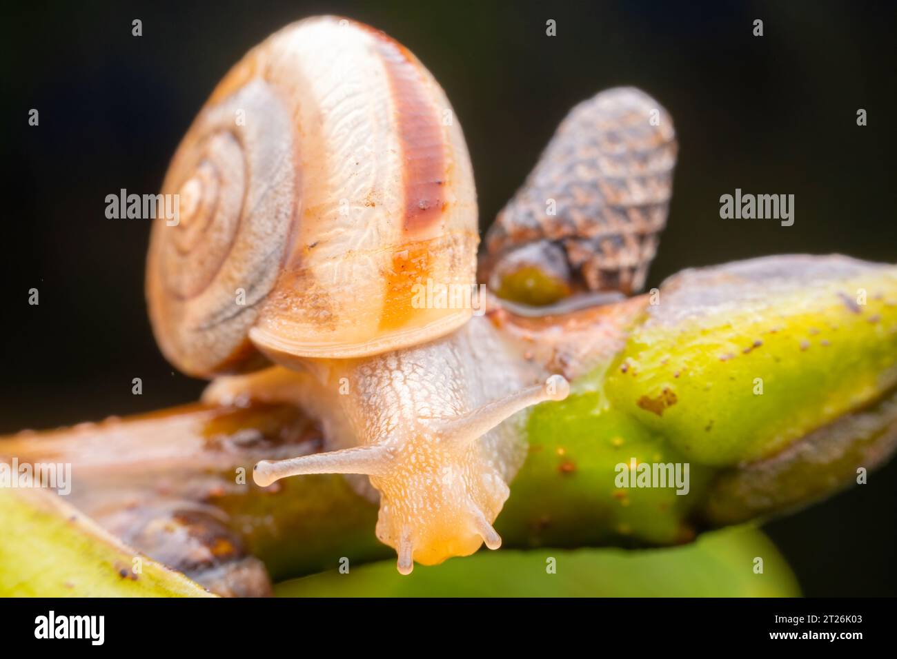 Habitats of snails hi-res stock photography and images - Alamy