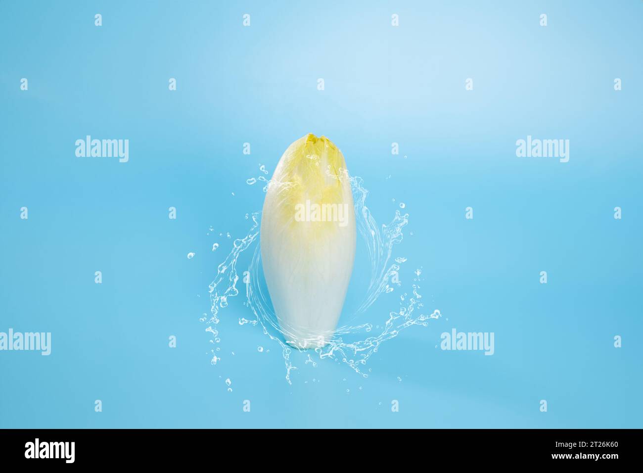 a raw endive salad root or chicory sitting on top of a blue surface, a ...