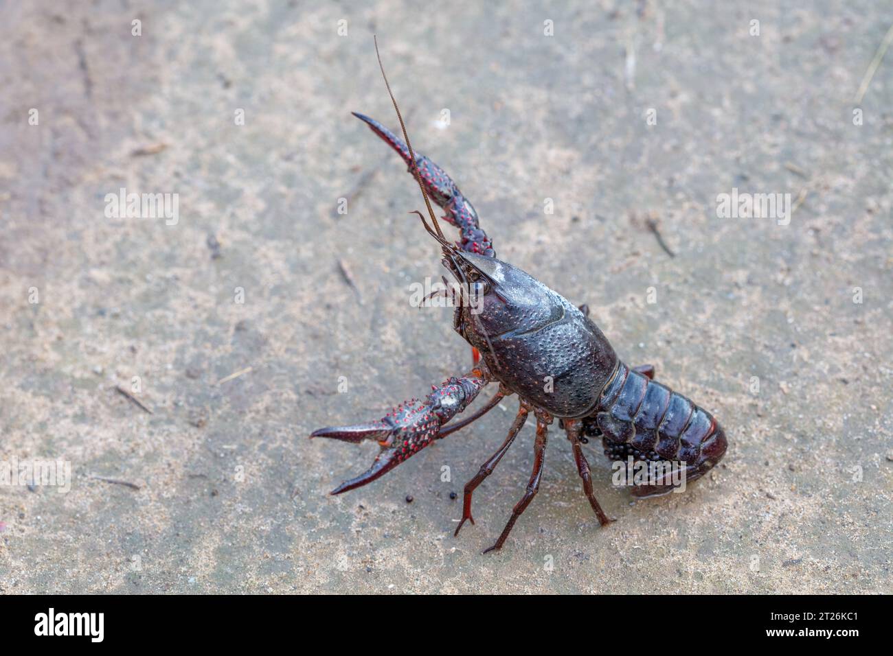 Crayfish crawling and foraging in the wilderness Stock Photo - Alamy