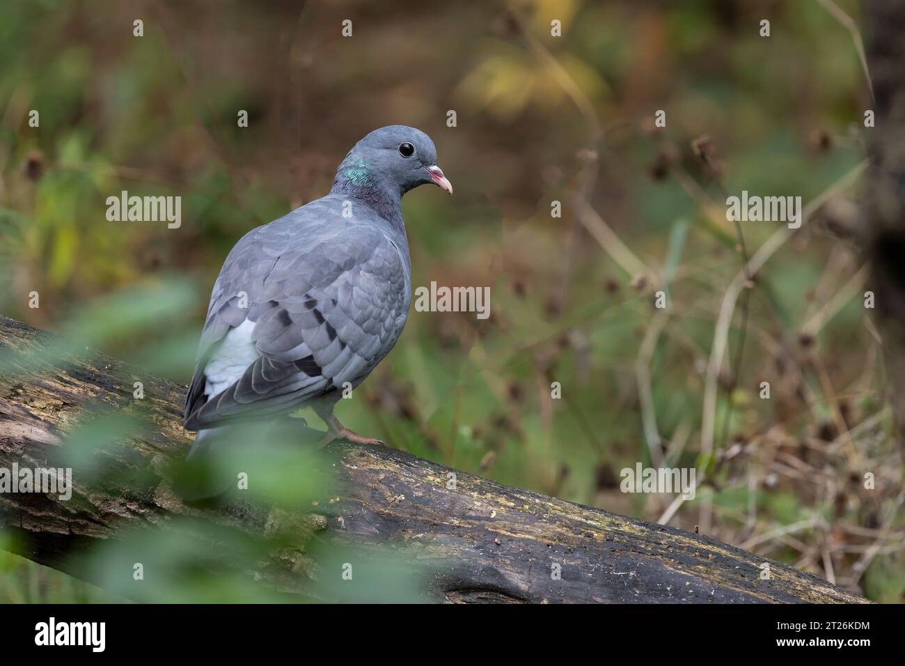 A single Stock Dove Columba oenas in a woodland glade showing the ...