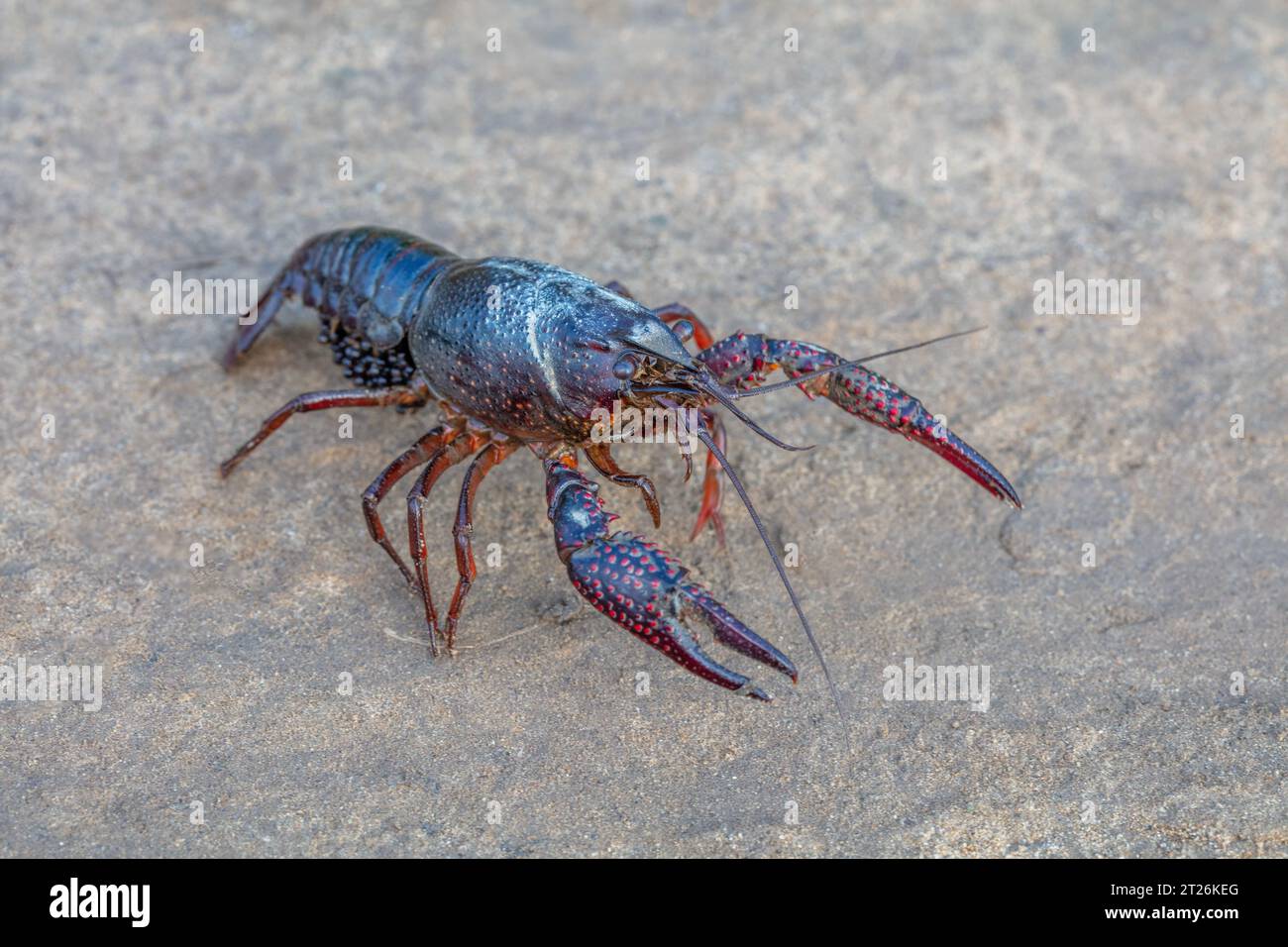 Crayfish crawling and foraging in the wilderness Stock Photo - Alamy