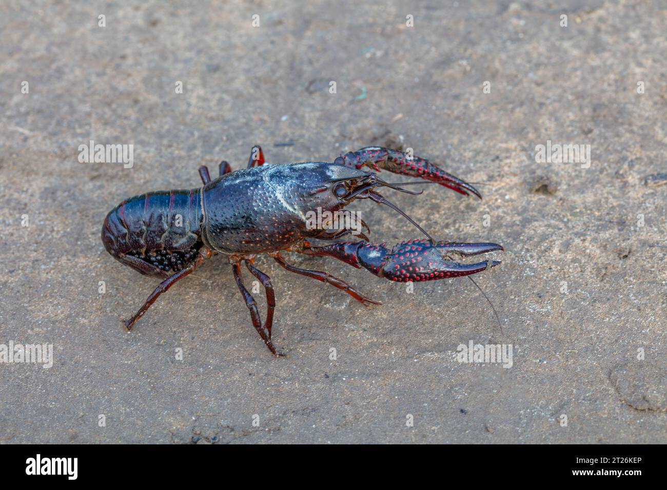 Crayfish crawling and foraging in the wilderness Stock Photo - Alamy