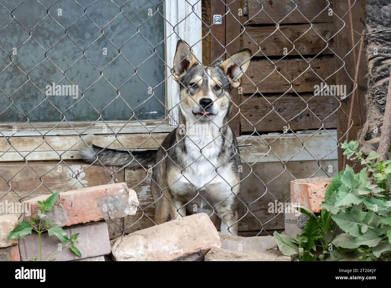 Dog behind net hi-res stock photography and images - Alamy