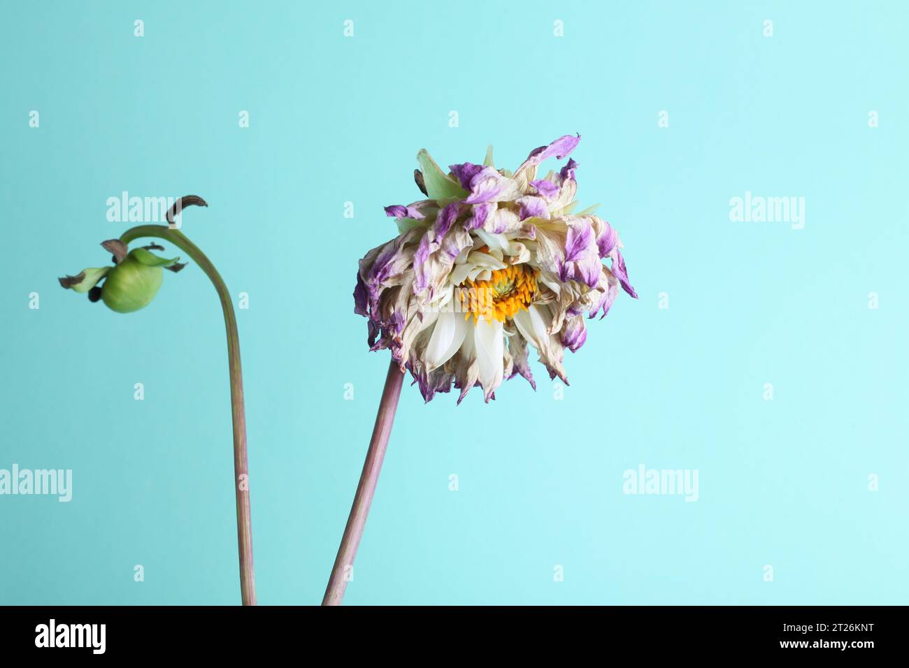 Wilting flower against blue background. Wilted dahlia close up Stock ...