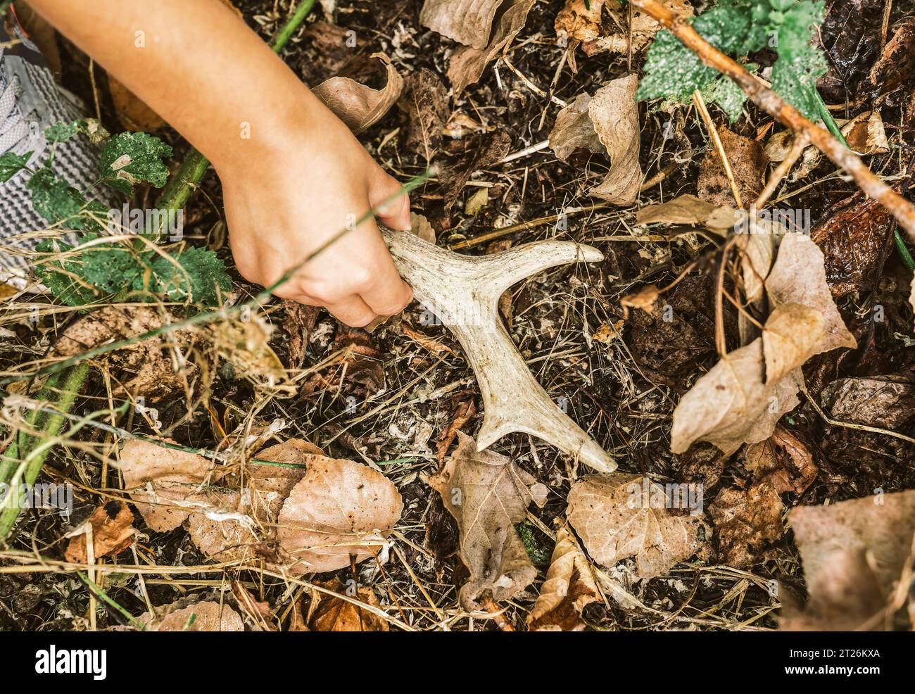 Mammal field signs hi-res stock photography and images - Alamy