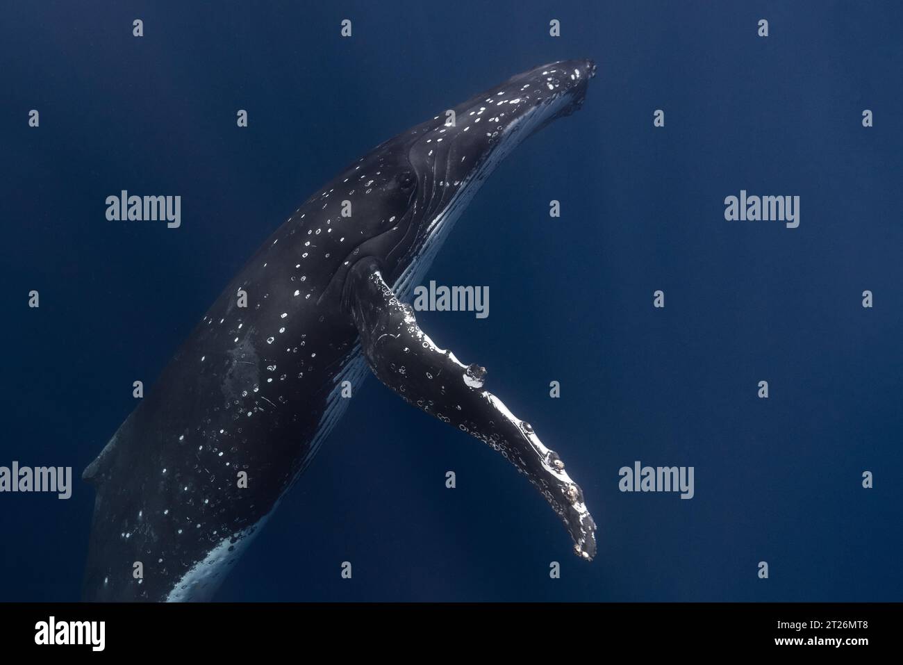 Humpback whale in the deep blue waters of Tonga Stock Photo - Alamy