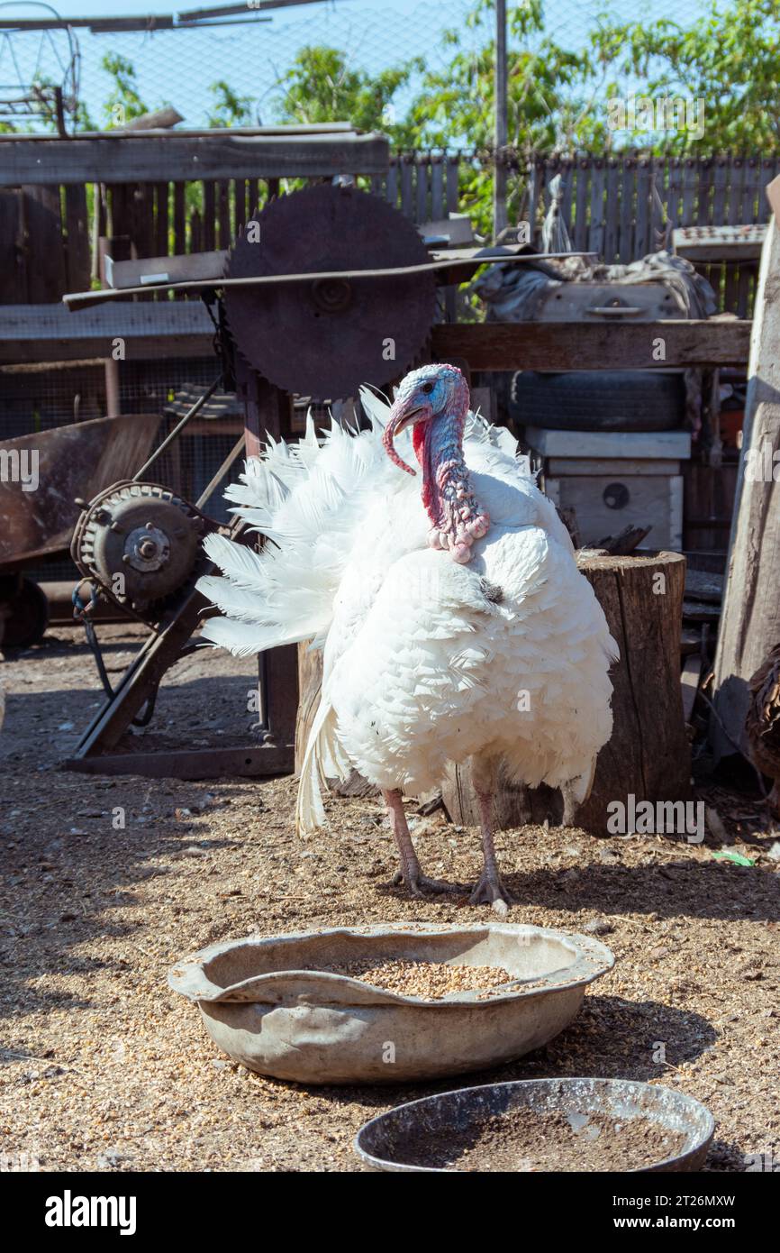 A white turkey bird in the backyard of farm. A beautiful important bird ...