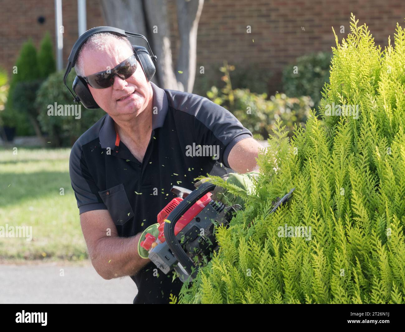 A gardener uses a hedge trimmer to trim a green bush.He wears ear ...