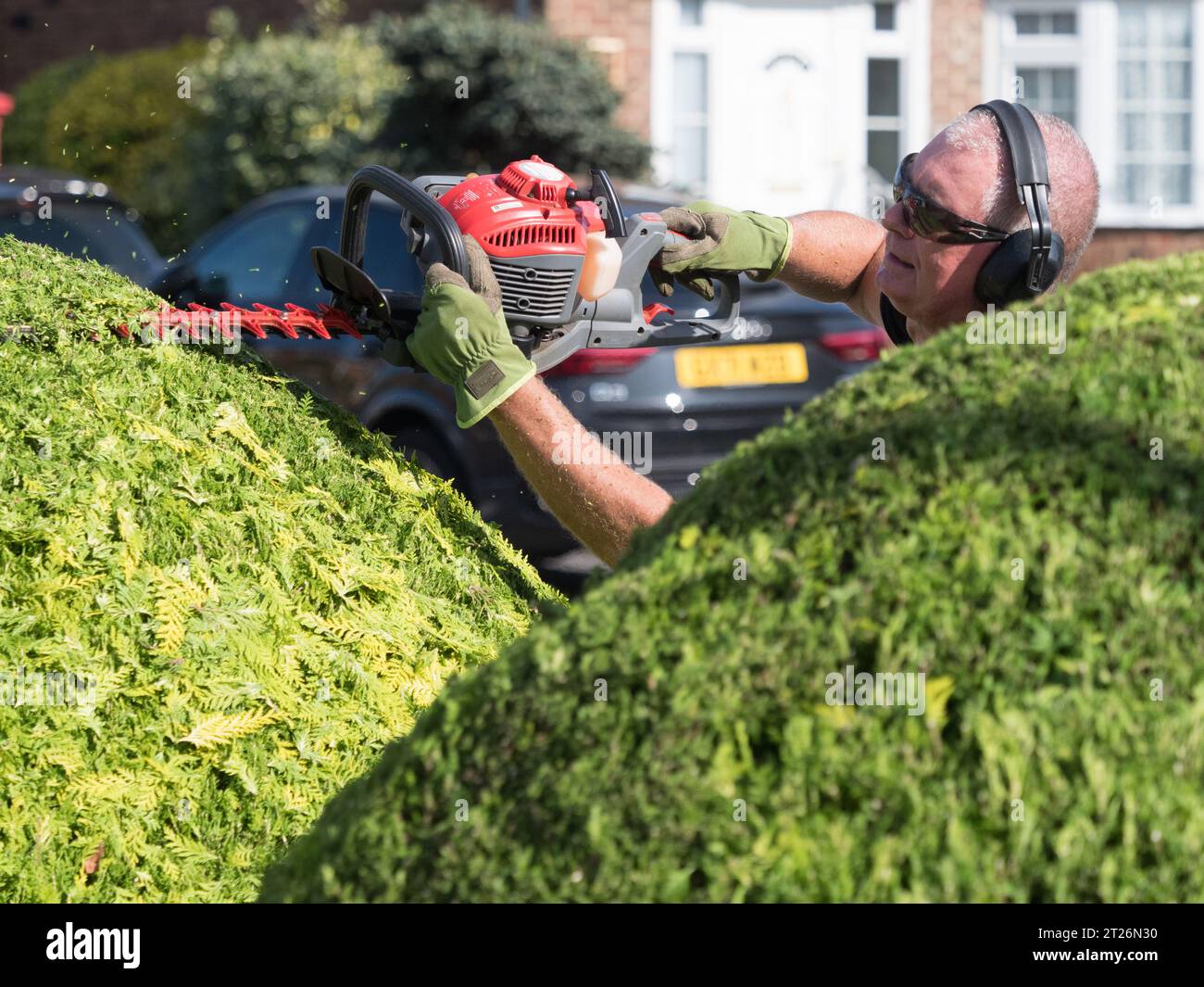 A gardener uses a hedge trimmer to scult a green bush into a neat shape ...
